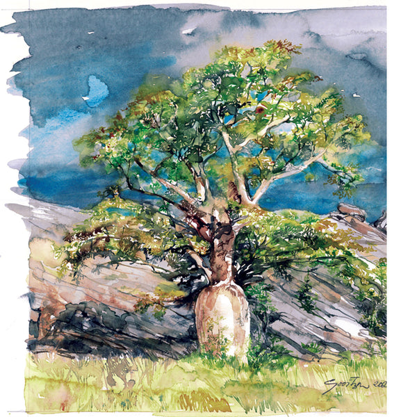 Boab print – WA Naturally