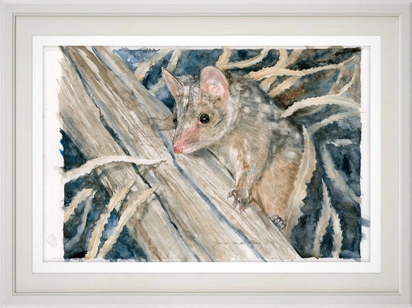 Chuditch print – WA Naturally