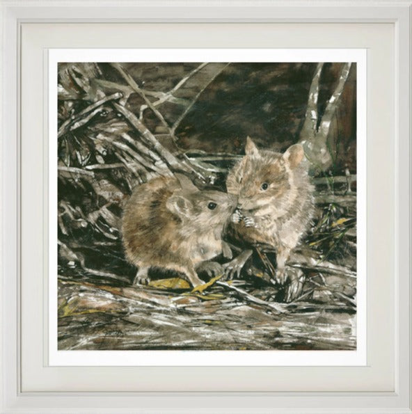 Greater stick-nest rat print – WA Naturally