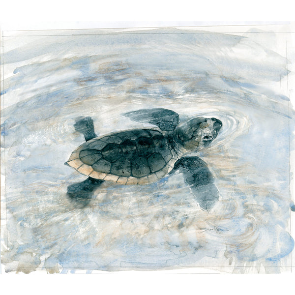Loggerhead turtle print – WA Naturally