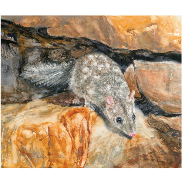 Northern quoll print – WA Naturally