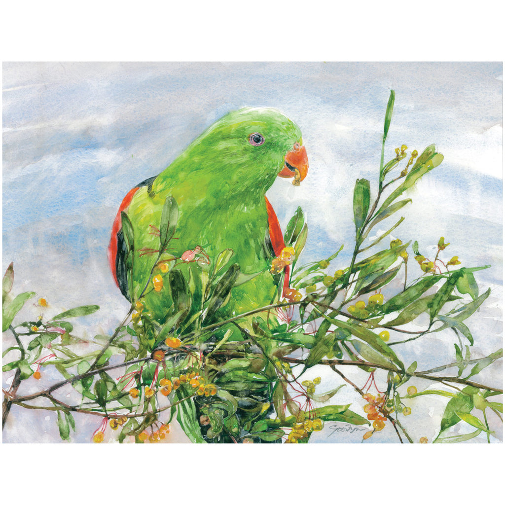 Red-winged parrot print – WA Naturally