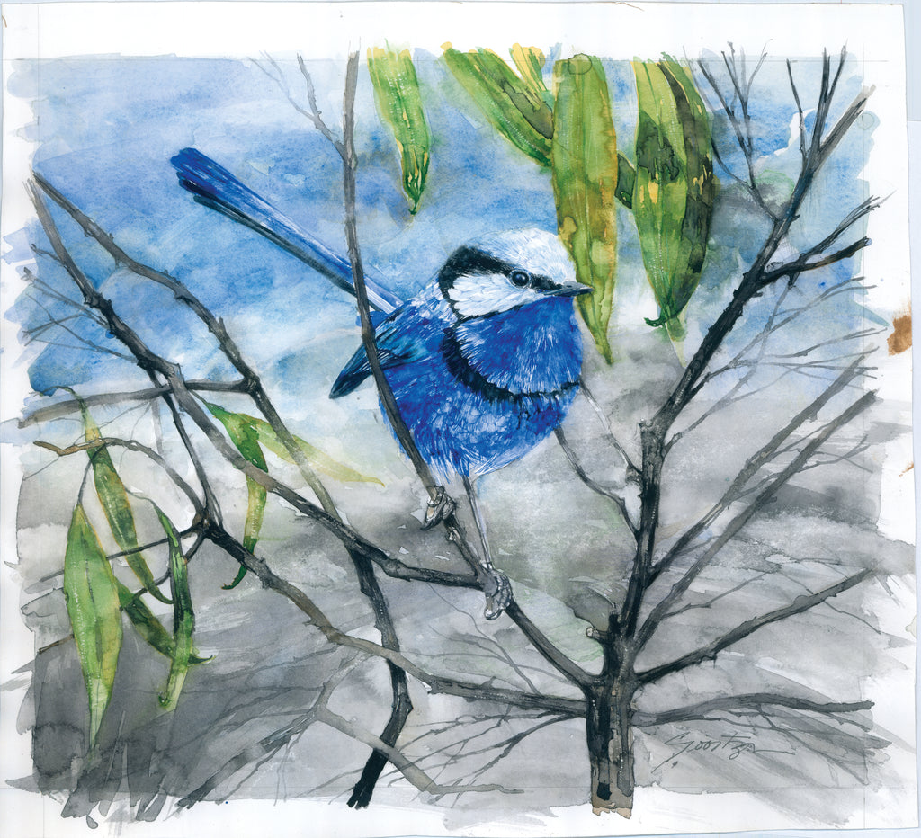 Splendid fairy-wren print – WA Naturally