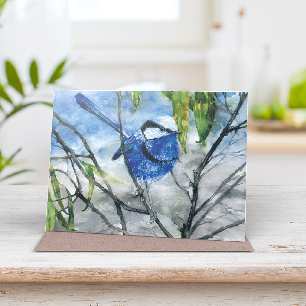 Splendid fairy-wren – WA Naturally