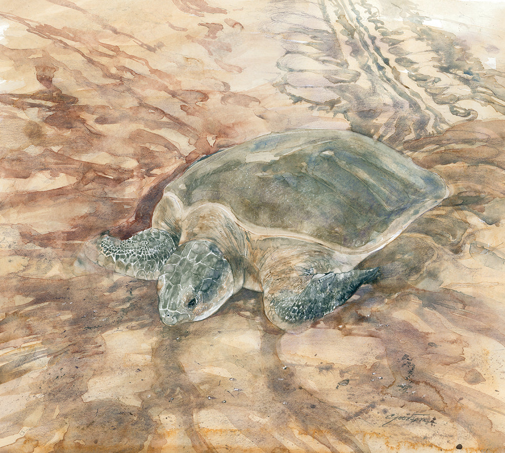 Flatback turtle print – WA Naturally